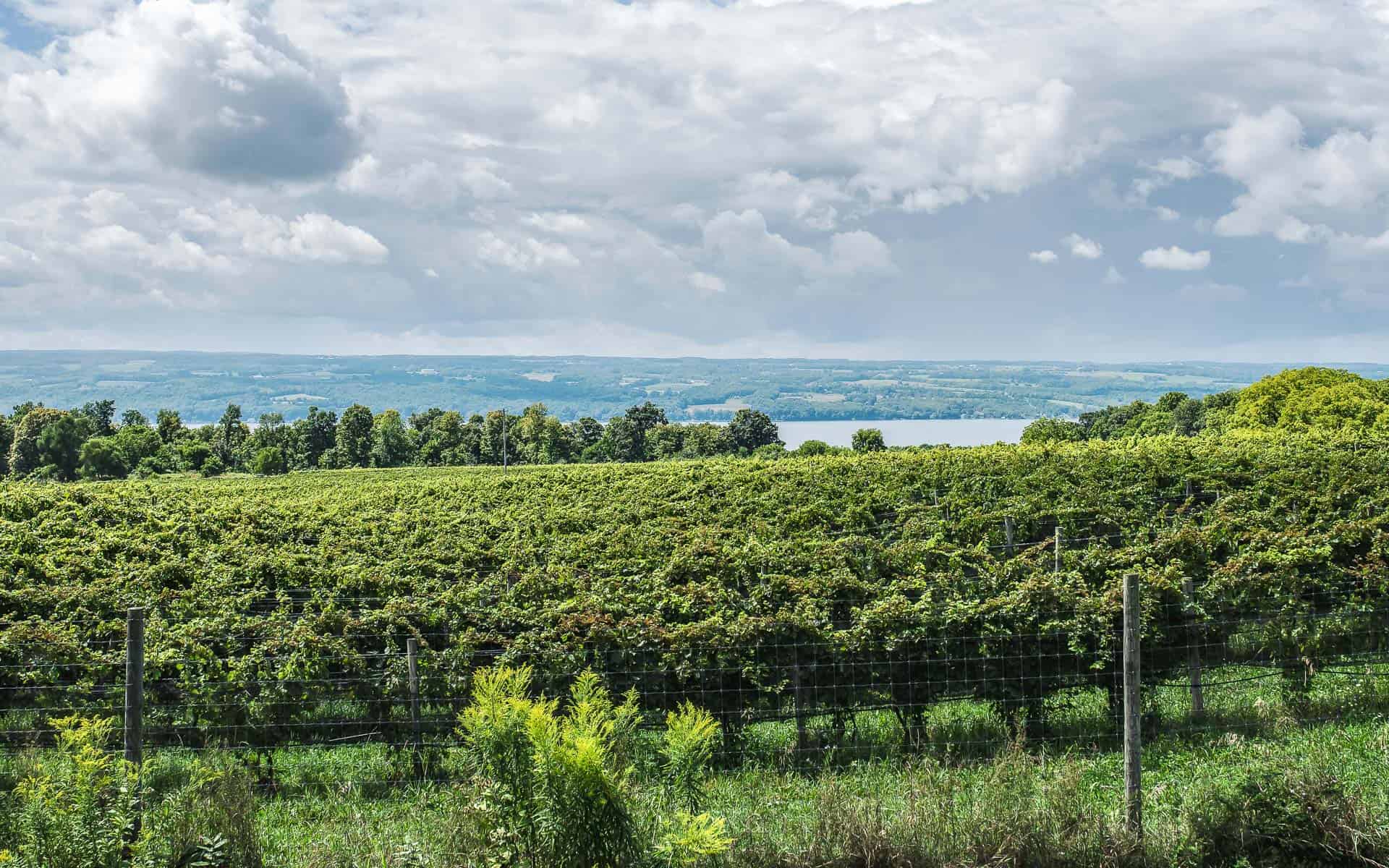 Visit Us - Treleaven Wines